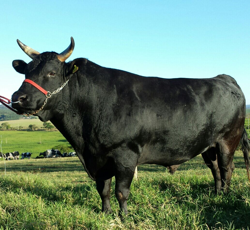 COWPIG Visita. Qual a melhor carne? Wagyu, Angus ou Nelore
